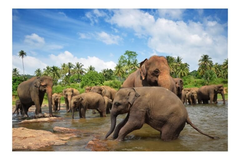 Sri Lanka - Capital, Population, Economy & Culture - Countrypedia Online